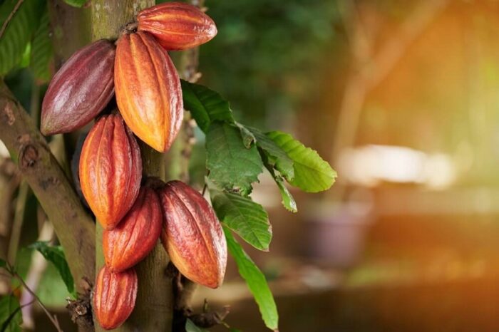Cacaoyer : Définition - Aromed