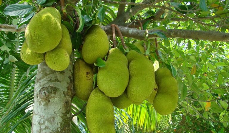 Voici le plus gros fruit du monde - Aromed